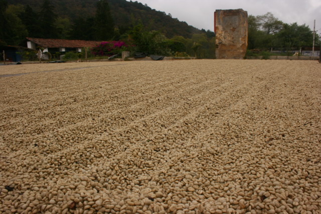 El proceso del café: de la flor a la taza